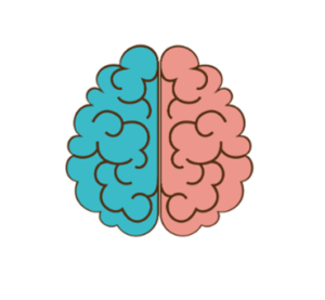 Two halves of the brain | Practical Training Solutions Ltd